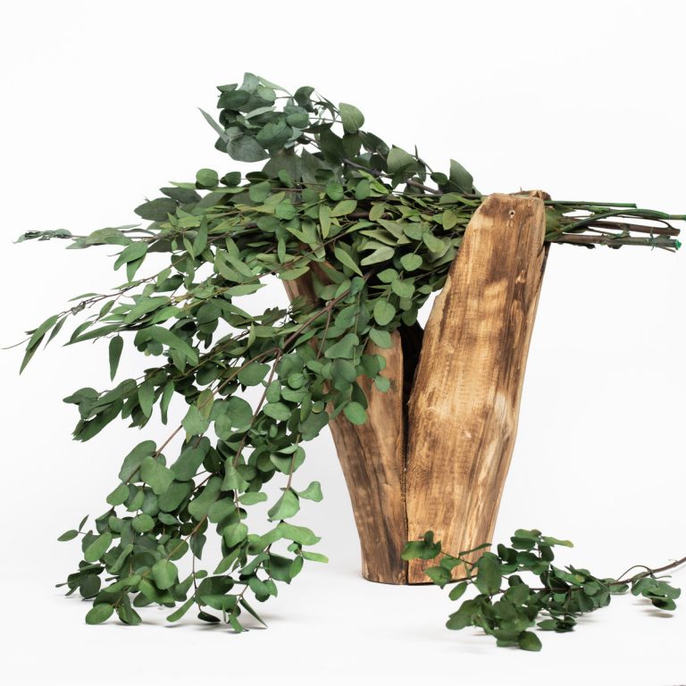 Preserved Foliage Wholesale | Branches & Leaves | Fora Nature