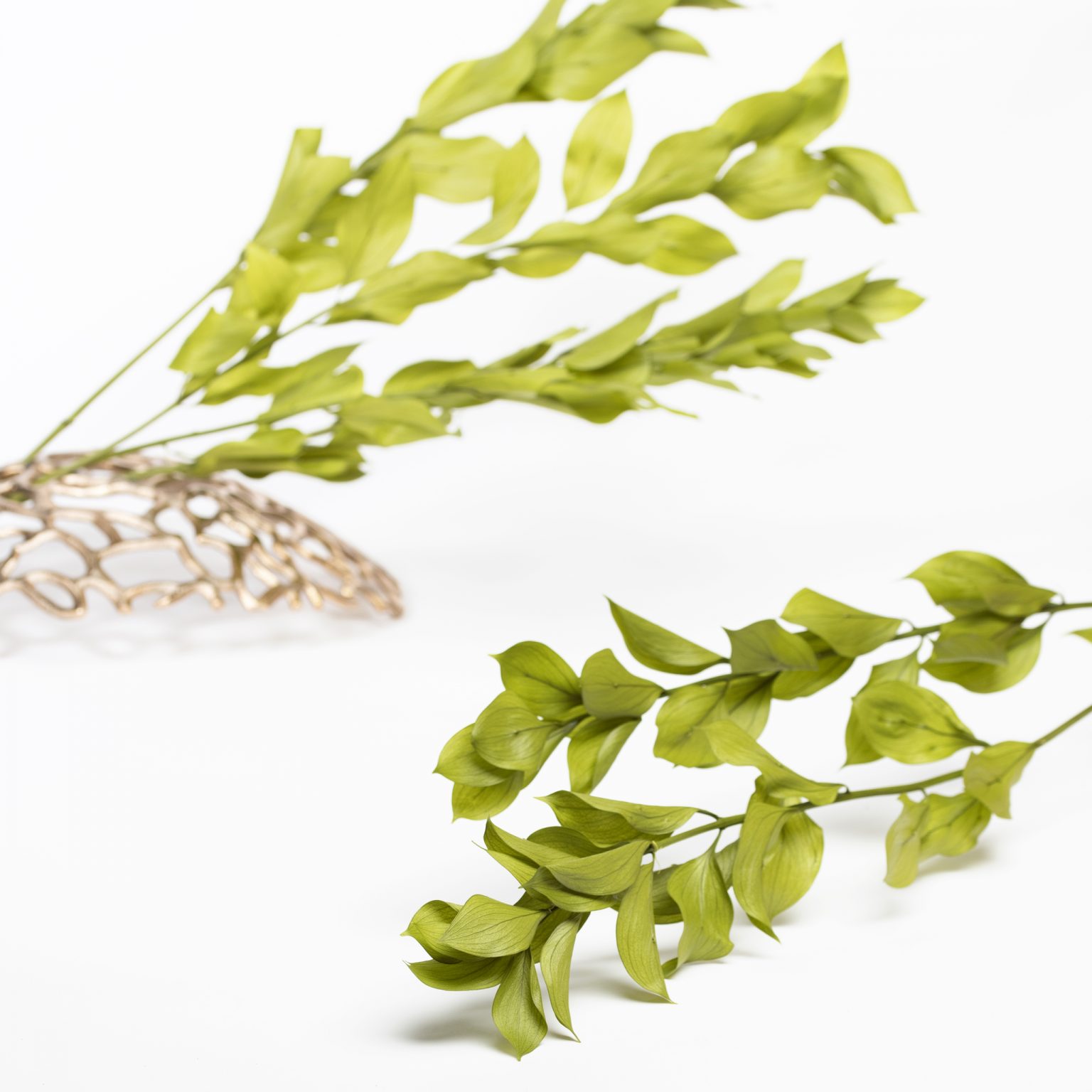 Ruscus Garden -Bunch | Fora Nature
