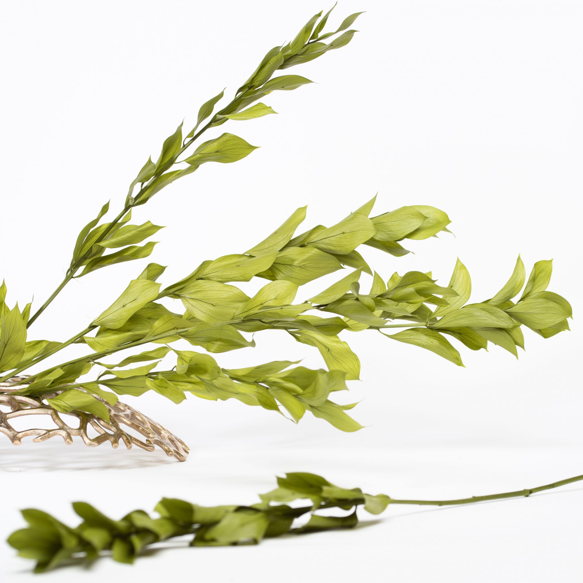 Ruscus Garden -Bunch | Fora Nature