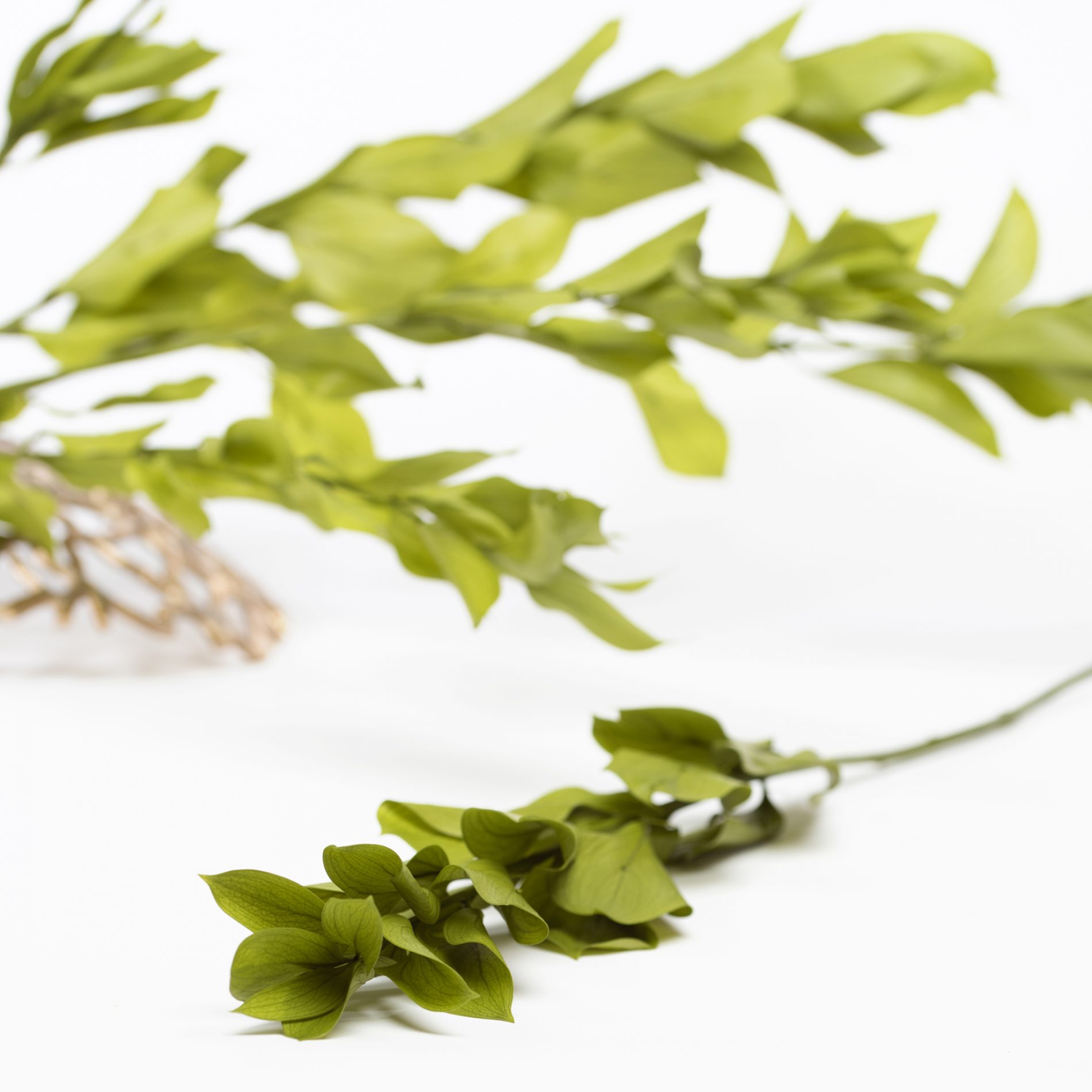 Ruscus Garden -Bunch | Fora Nature