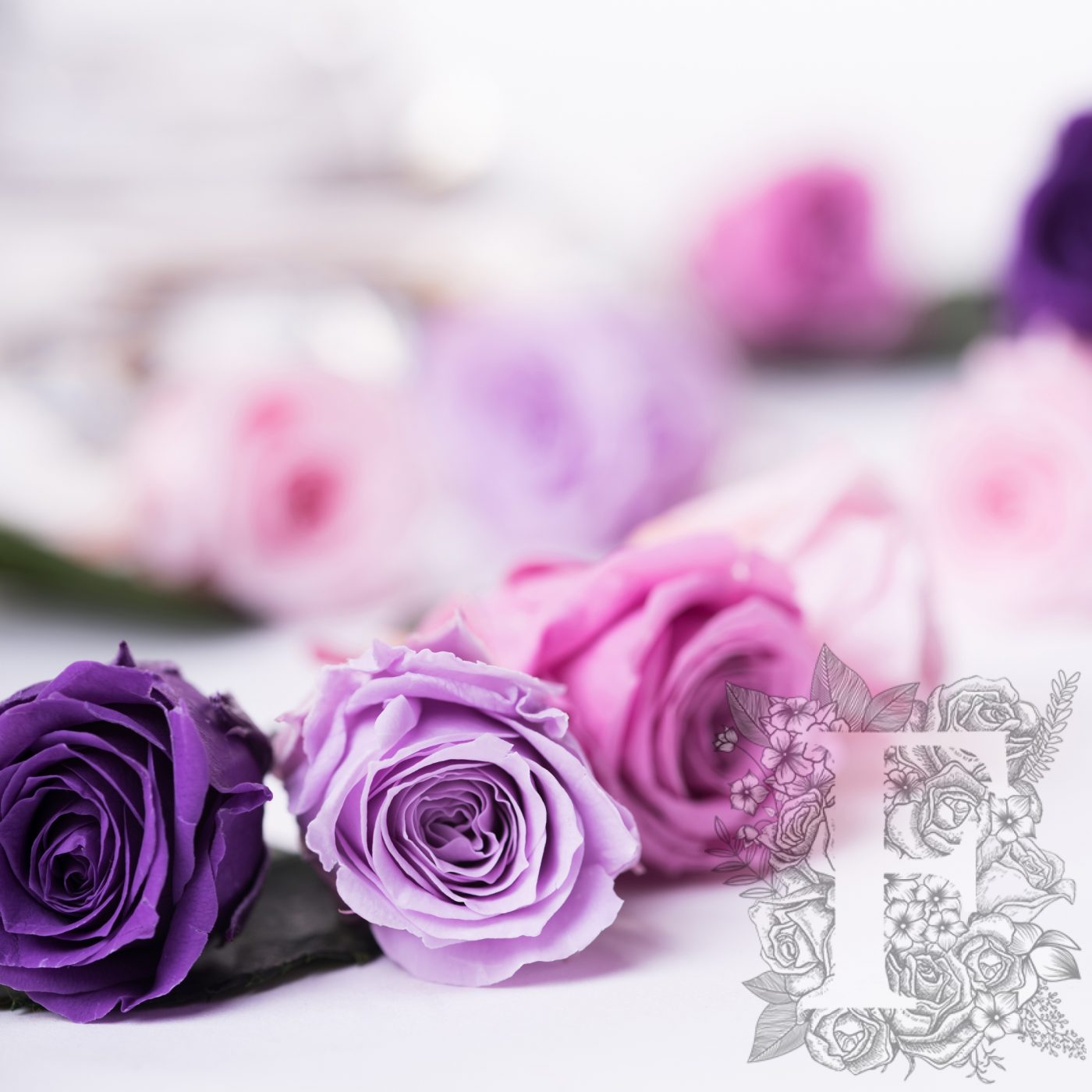 Vivian Colour Gradiation - 24 Heads | Fora Nature