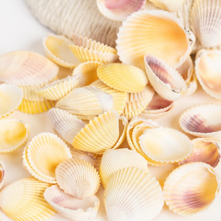 Cardium Shell - Pack | Fora Nature
