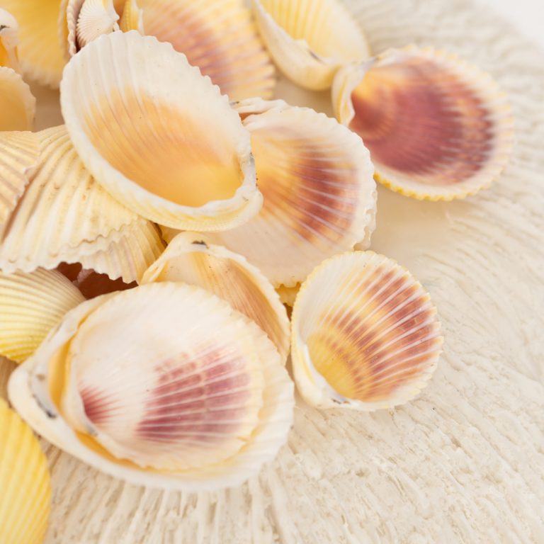 Cardium Shell - Pack | Fora Nature