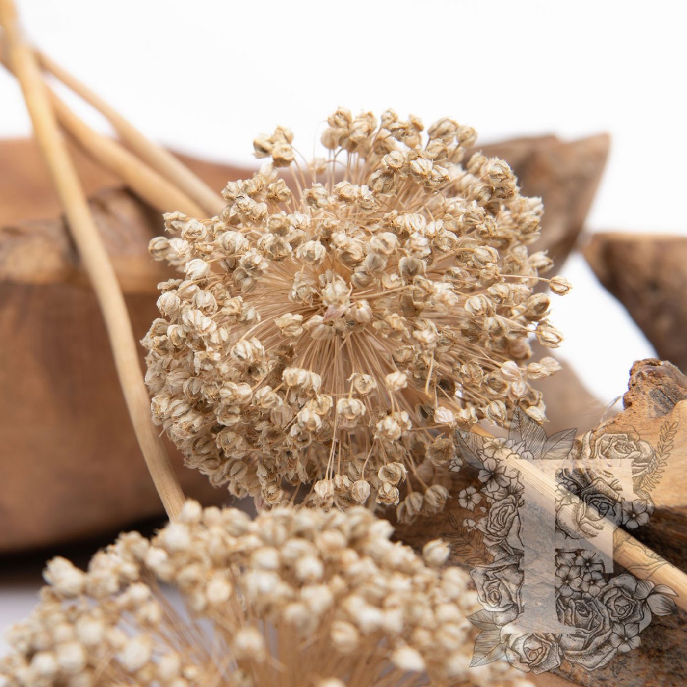 Allium - 3 Stems | Fora Nature