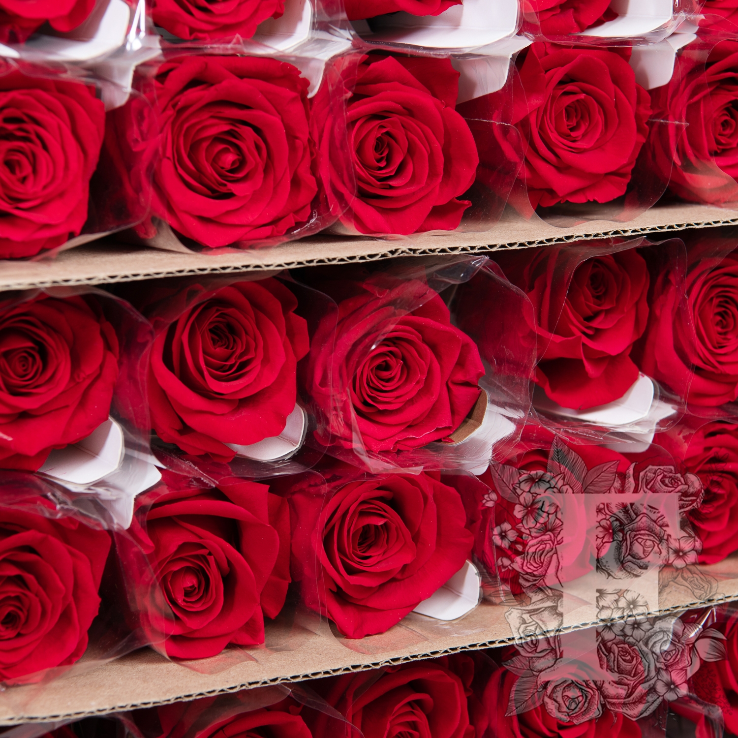 50cm Rose With Stem - 30 Stems Bulk | Fora Nature