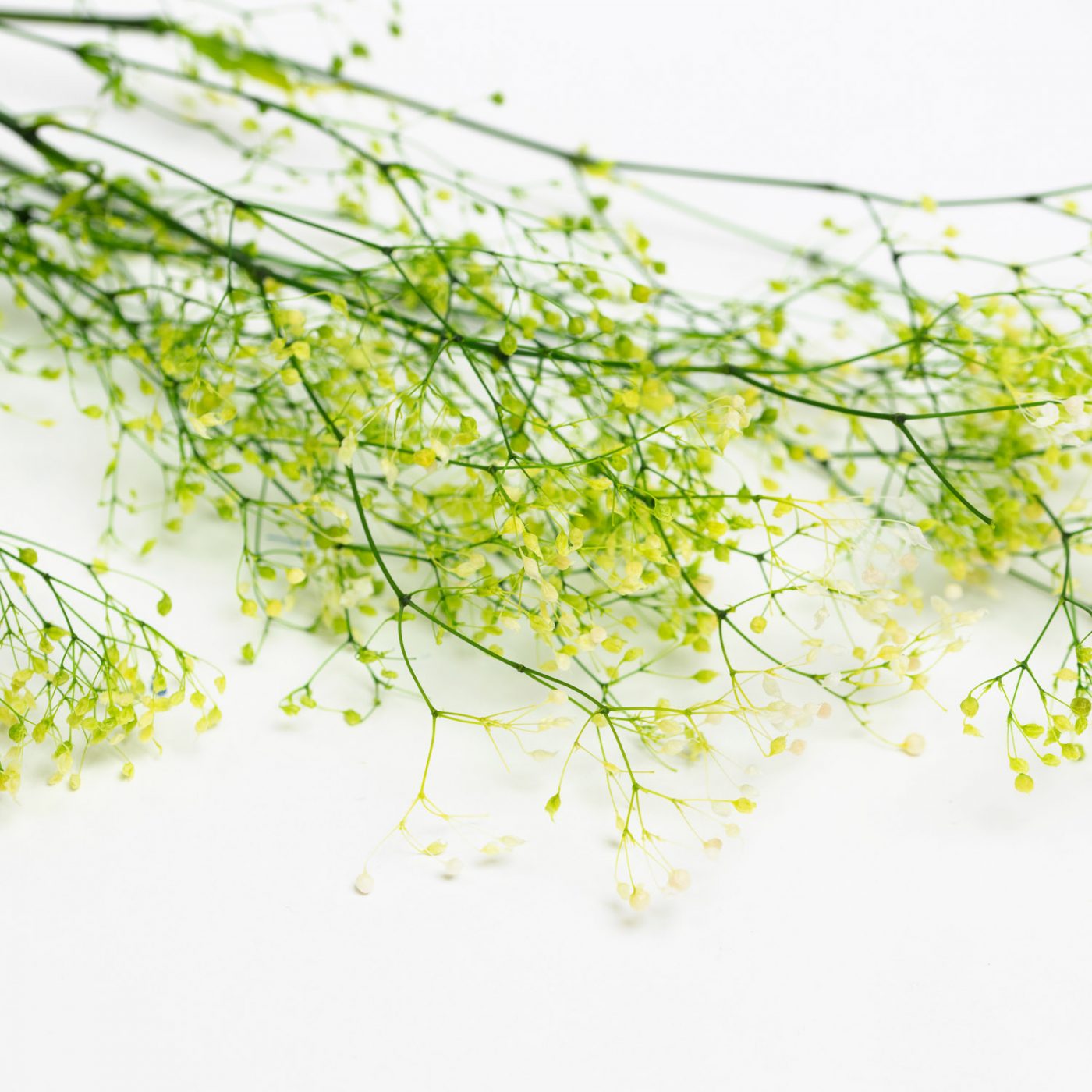 Premium Gypsophila - Bunch | Fora Nature