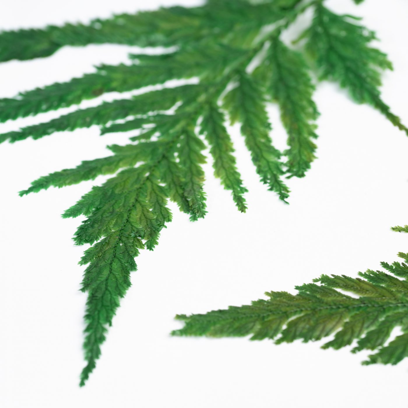 Fillers : Leaves Wholesale | Fora Nature