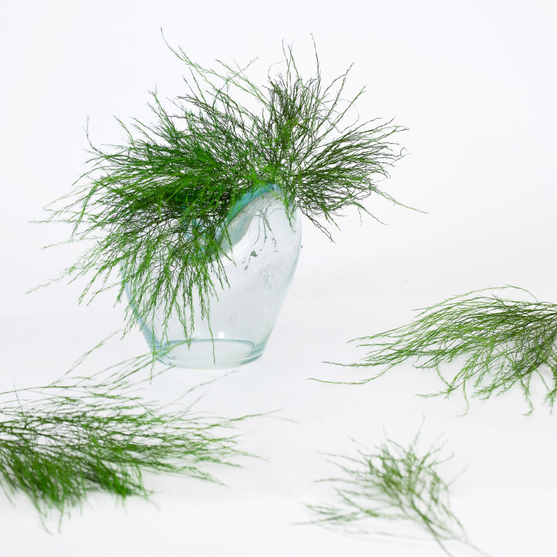 Asparagus Tiki Fern - Bunch | Fora Nature
