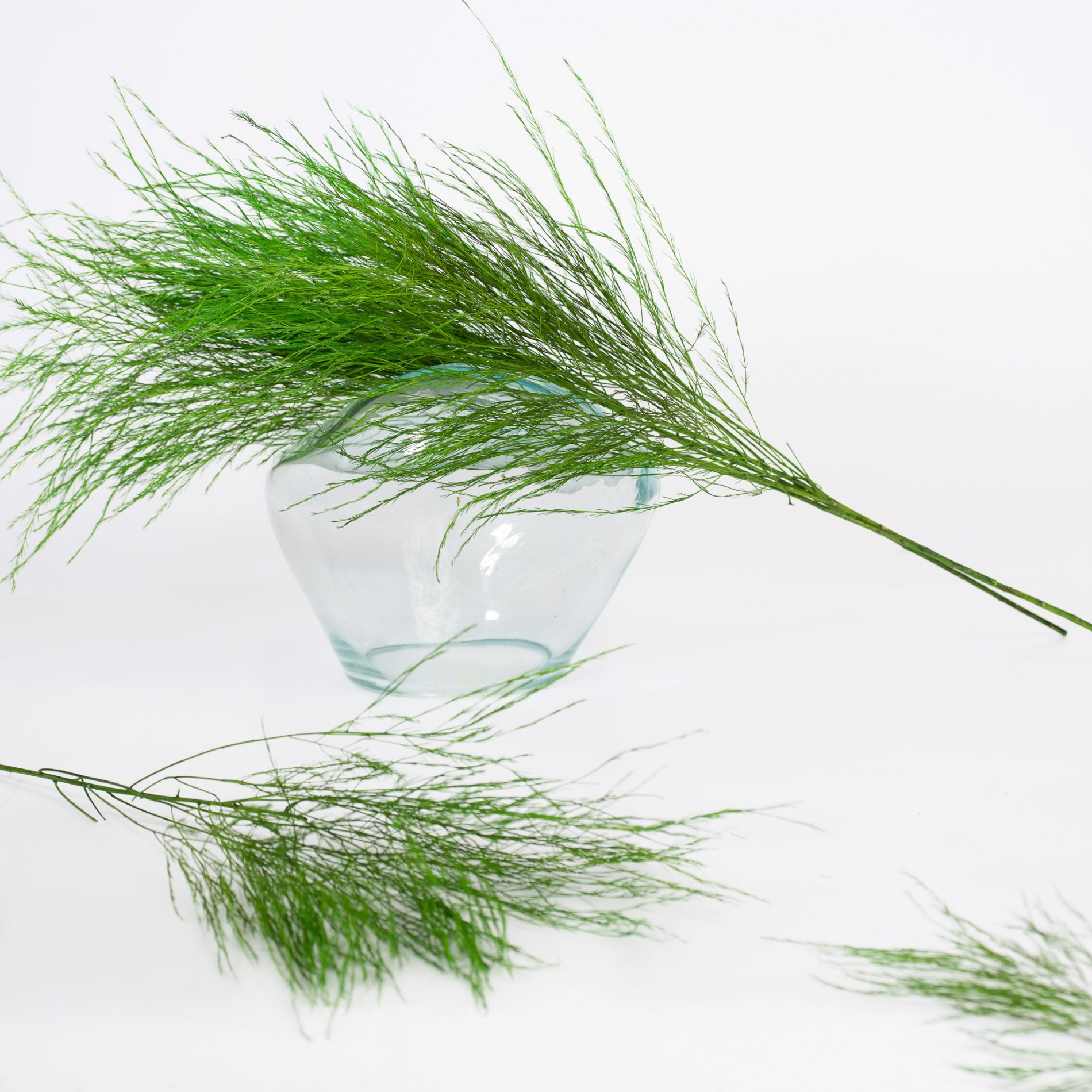 Asparagus Tiki Fern - Bunch | Fora Nature