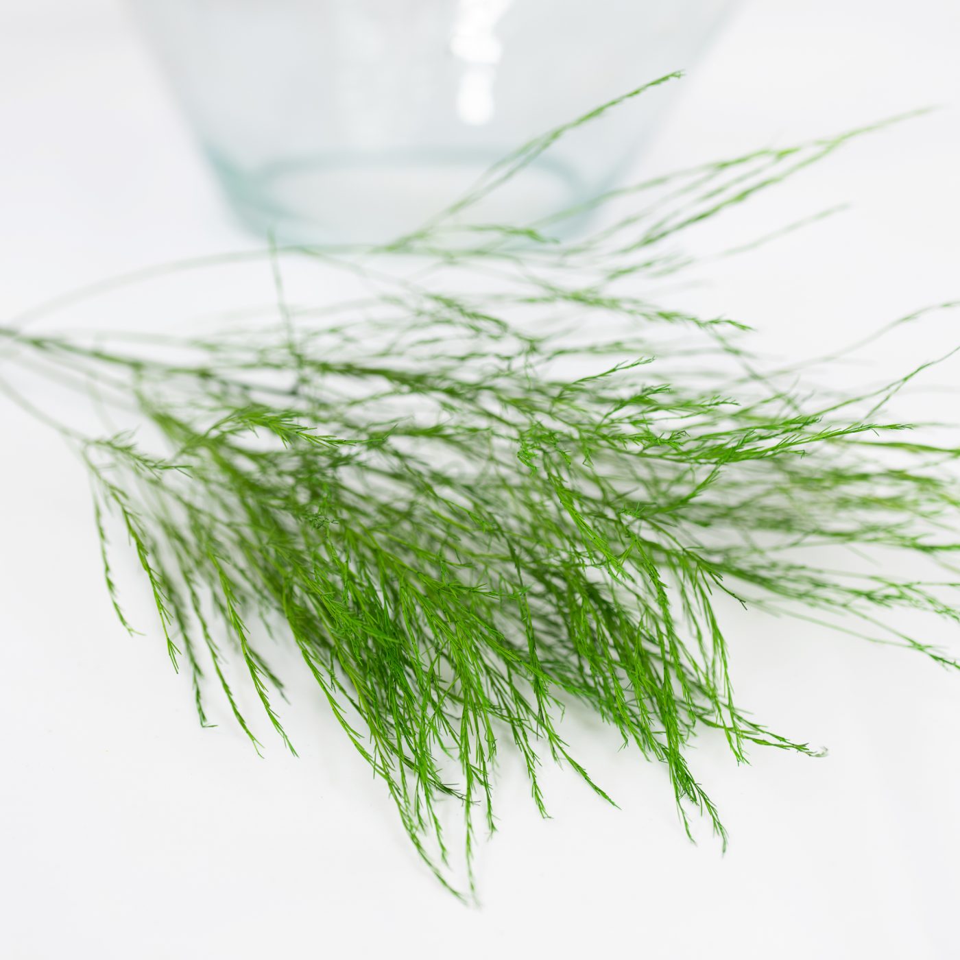 Asparagus Tiki Fern - Bunch | Fora Nature