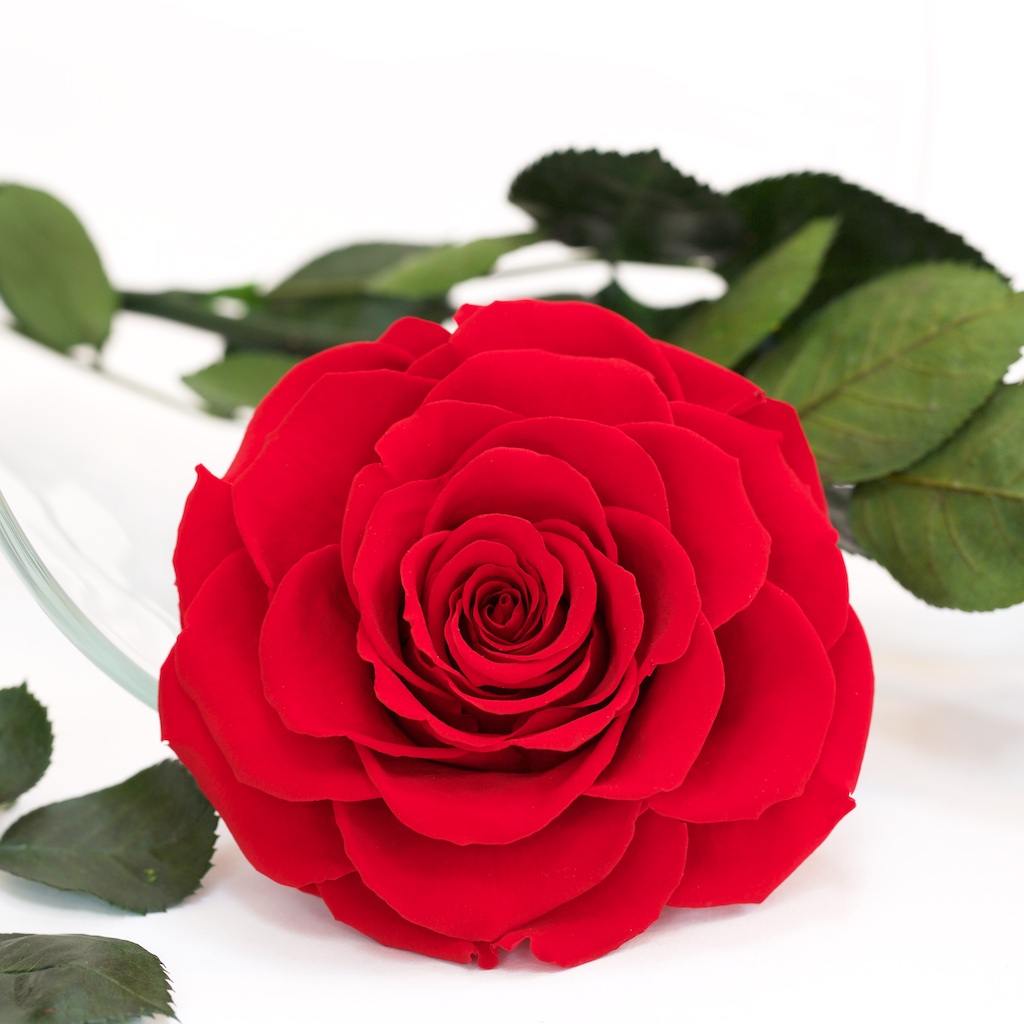 RoseAmor - Bonita Rose - 1 Head | Fora Nature