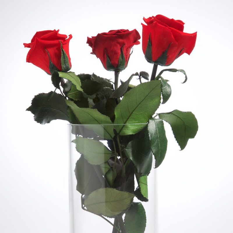 RoseAmor - Rose with Stem 30cm | Fora Nature