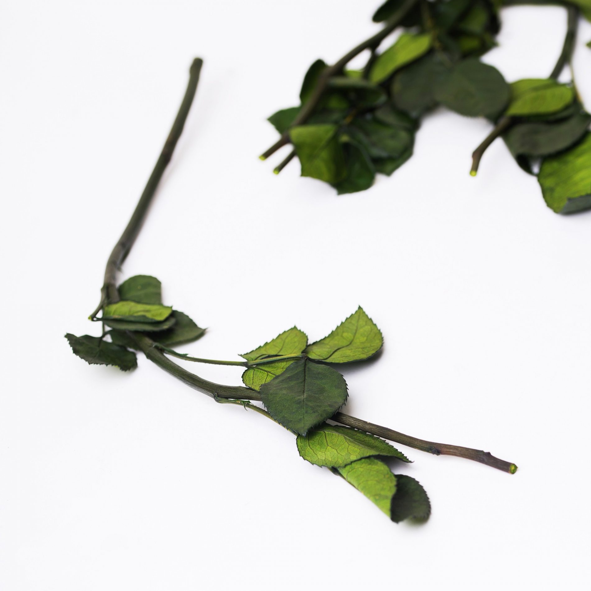 Curved Stem - Per Stem | Fora Nature