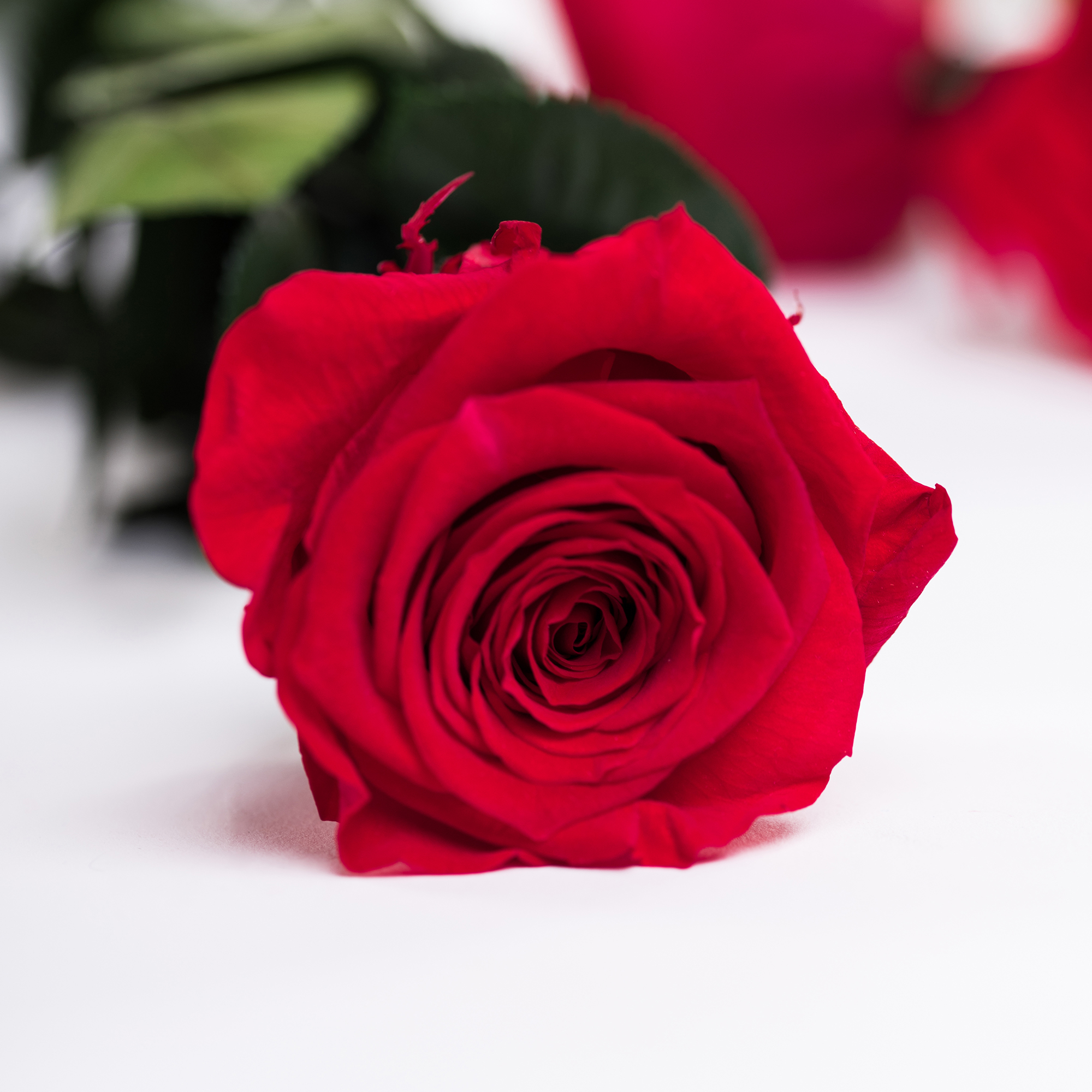 50cm Rose With Stem (Bulk) | Fora Nature