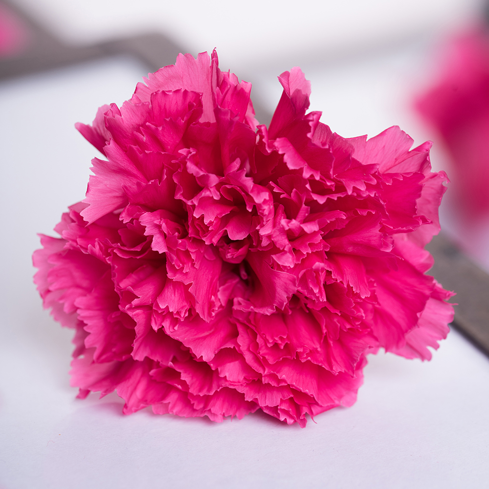 Premium Carnation - 8 Heads | Fora Nature