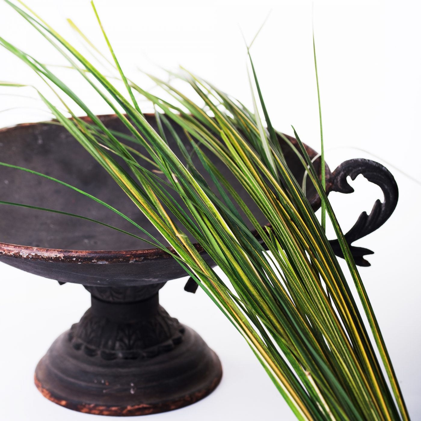 Gynerium - Bunch | Fora Nature