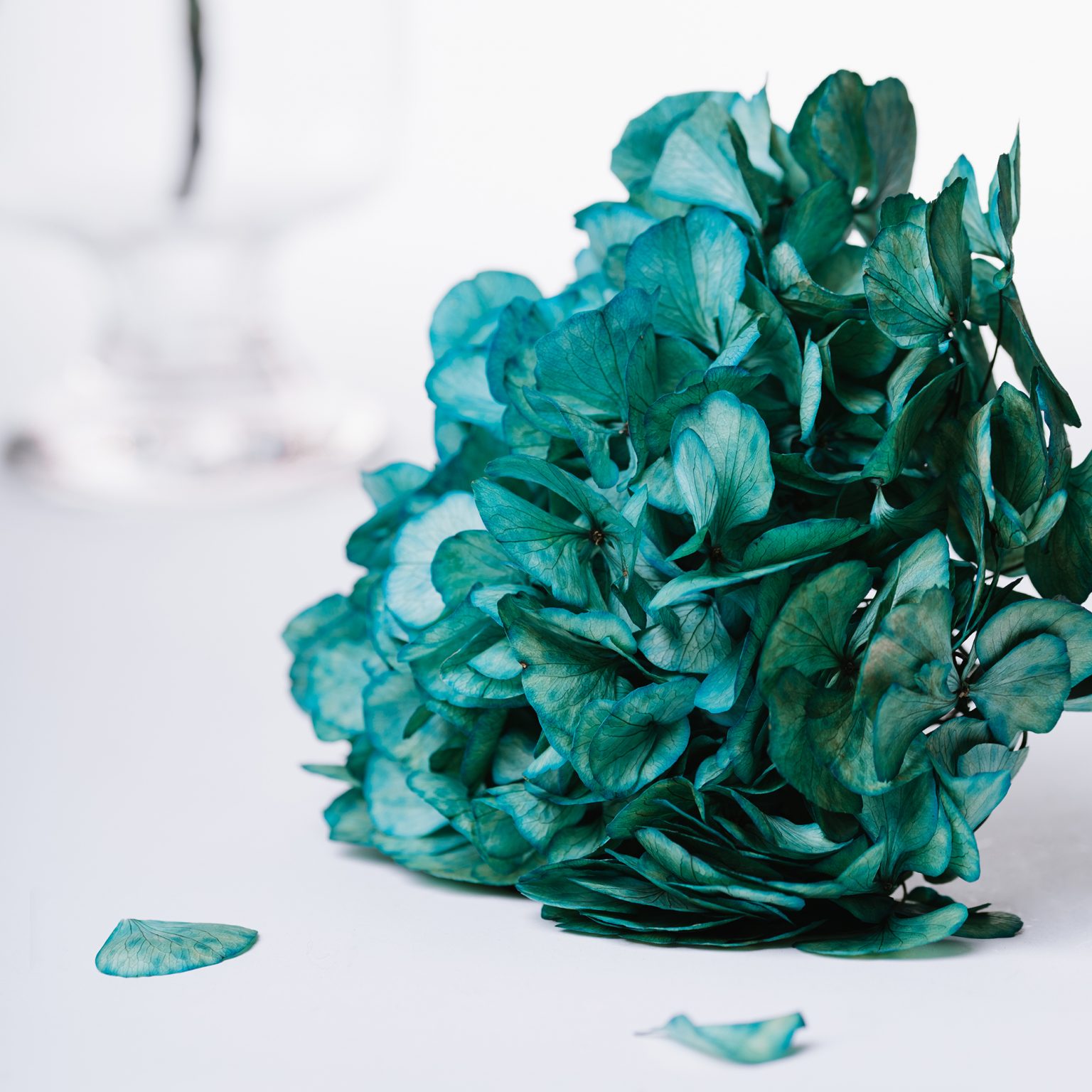 Premium Hydrangea - Stem | Fora Nature