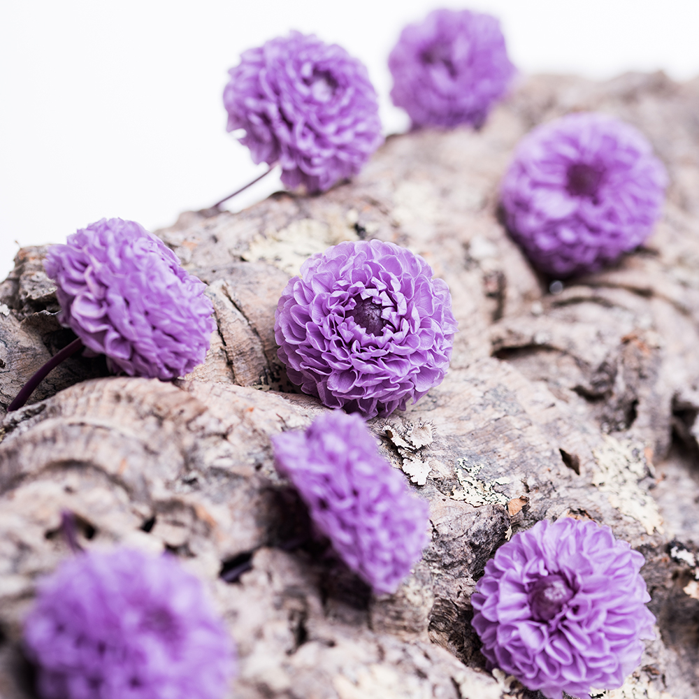 Mini Dahlia - 12 Heads | Fora Nature