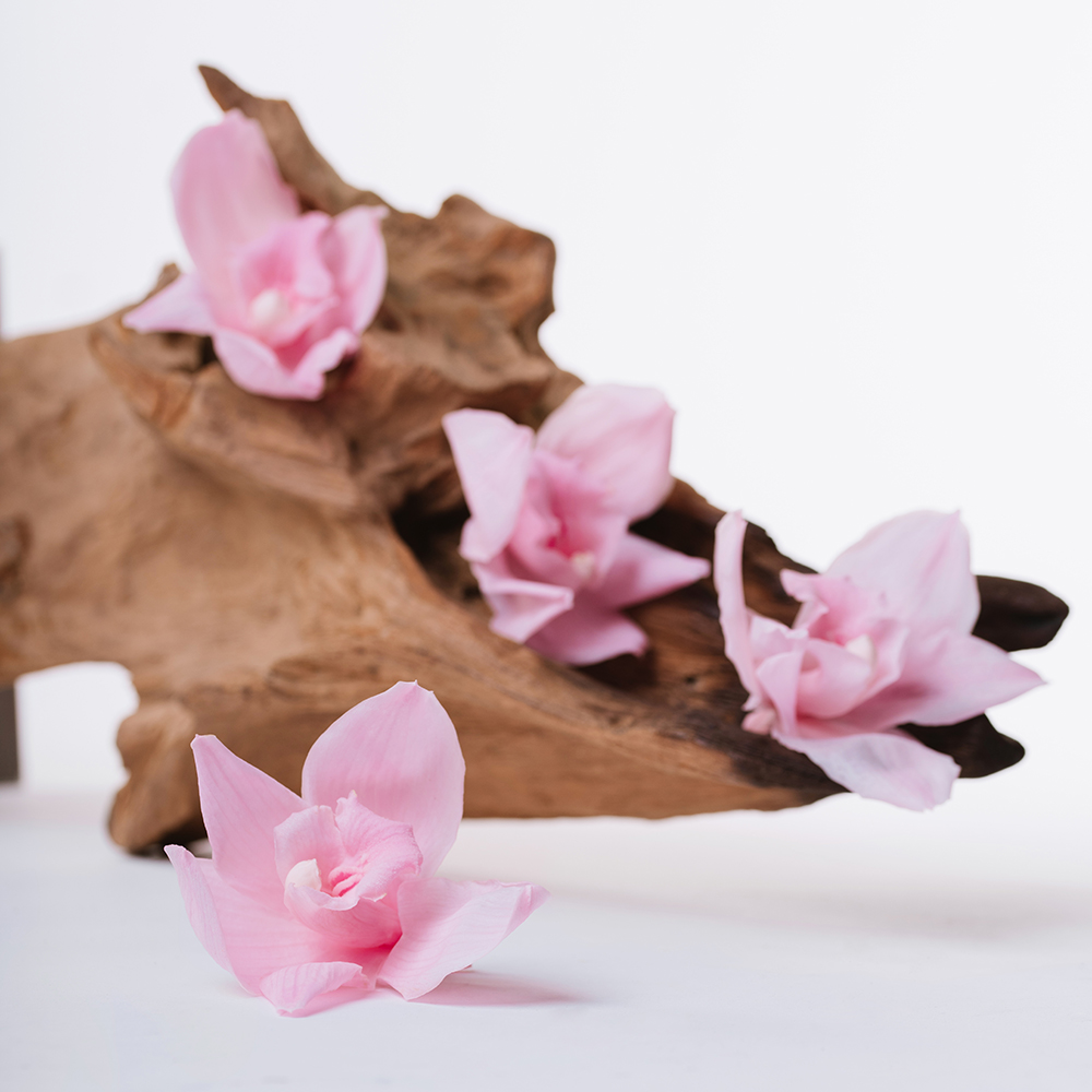 Cymbidium Orchid - 4 Heads | Fora Nature