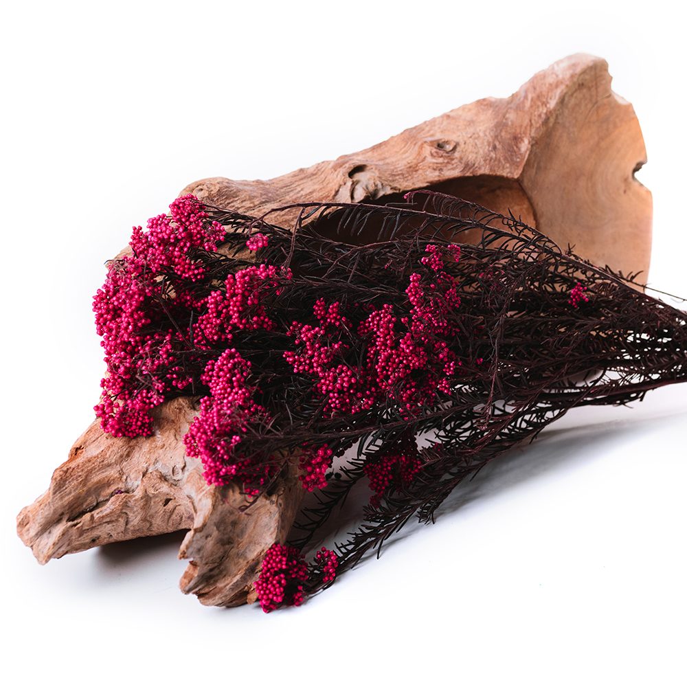 Rice Flower - Bunch | Fora Nature