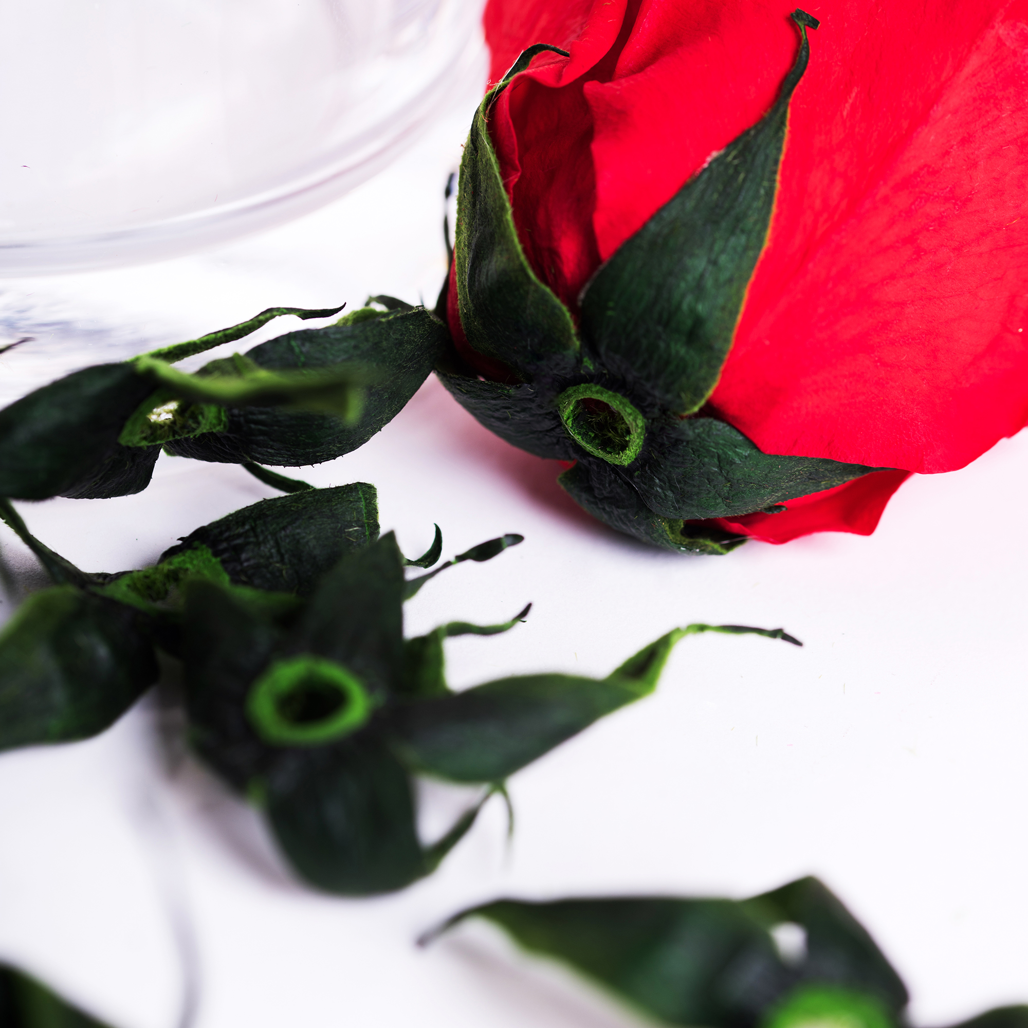 Sepal - Box | Fora Nature