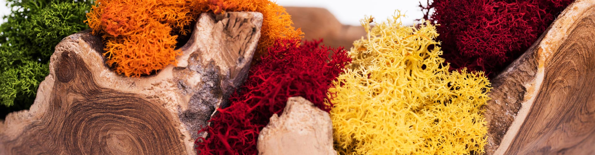 Preserved Moss Wholesale UK | Preserved Reindeer Moss | Fora Nature