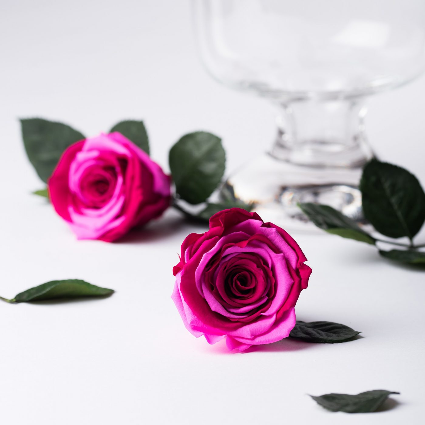 RoseAmor - Rose with Stem 30cm | Fora Nature