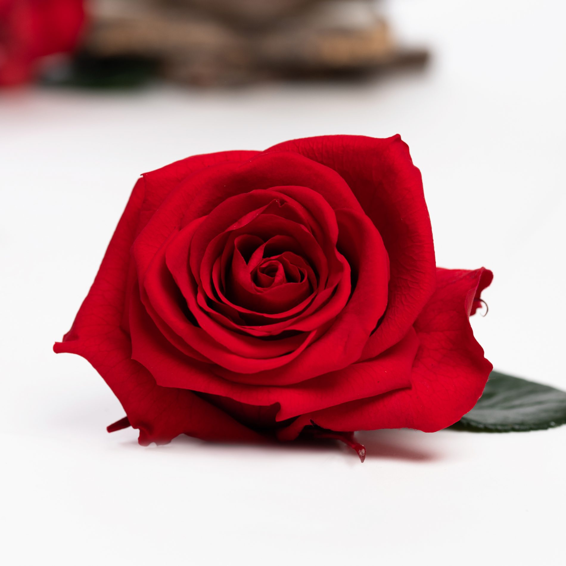 Fora exclusive roses - Medium - 6 Heads - Forever Red | Fora Nature