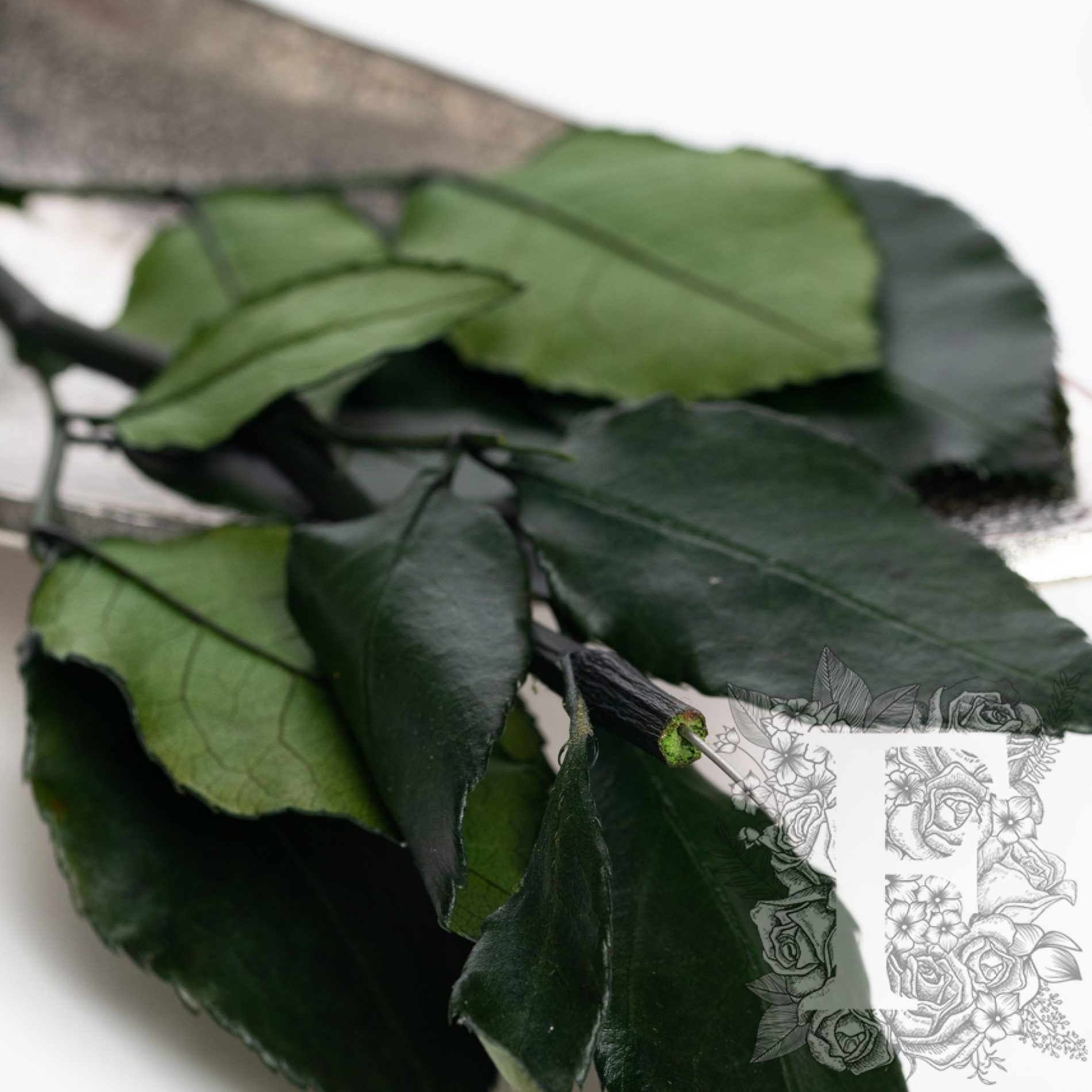 Rose Stem - 60 cm | Fora Nature