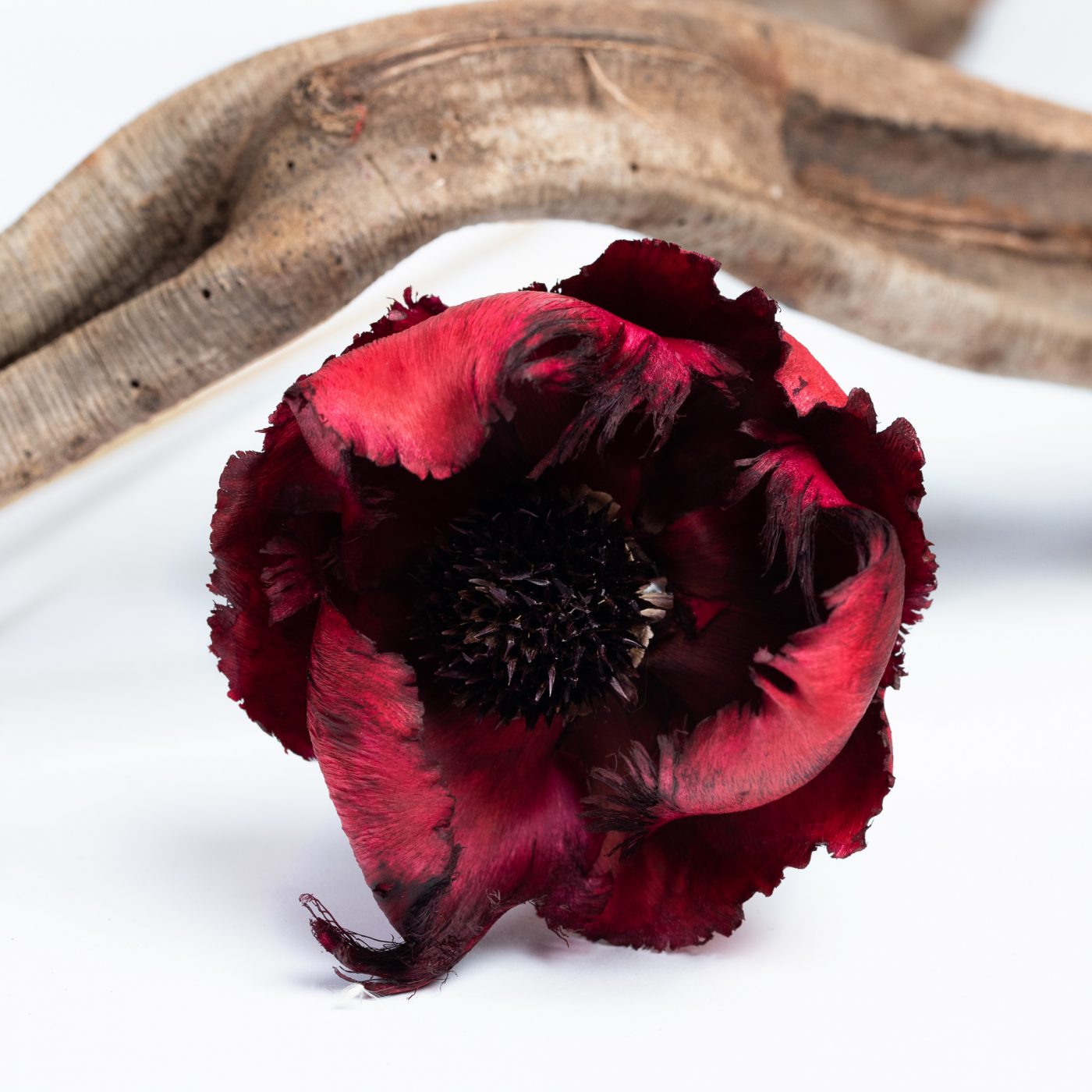 Palm Flower - 3 Stems | Fora Nature