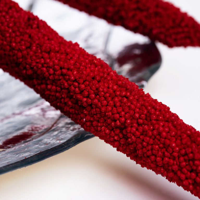 Babala - 10 Stems | Fora Nature