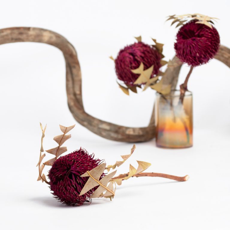 Banksia Baxteri - Stem | Fora Nature