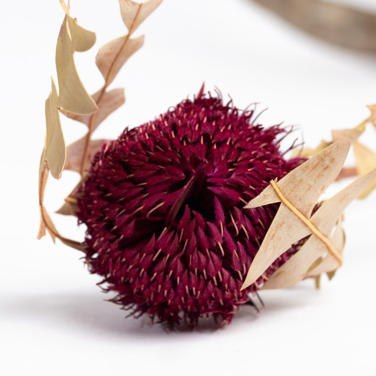 Banksia Baxteri - Stem | Fora Nature