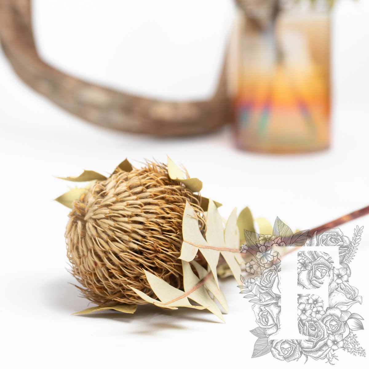 Banksia Baxteri - Stem - Natural | Fora Nature