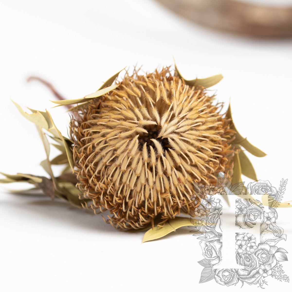 Banksia Baxteri - Stem - Natural | Fora Nature