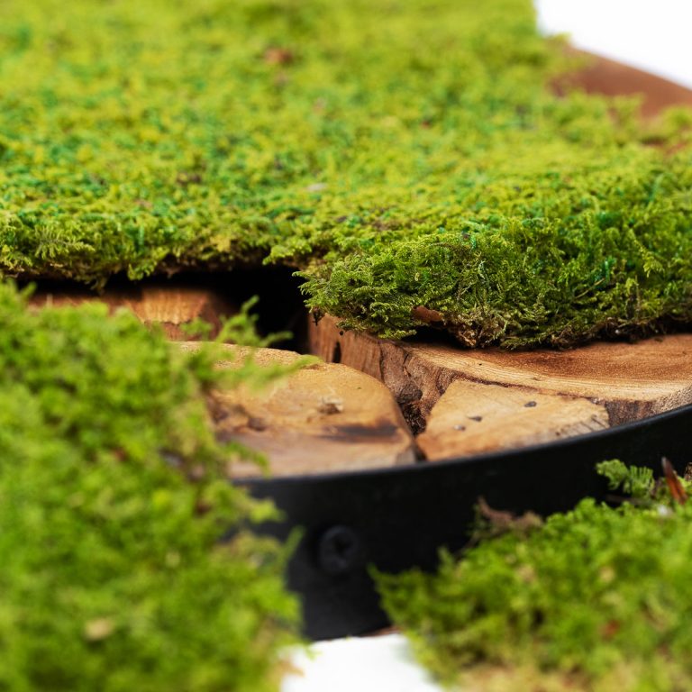 Canopy - Flat Moss - Window box | Fora Nature
