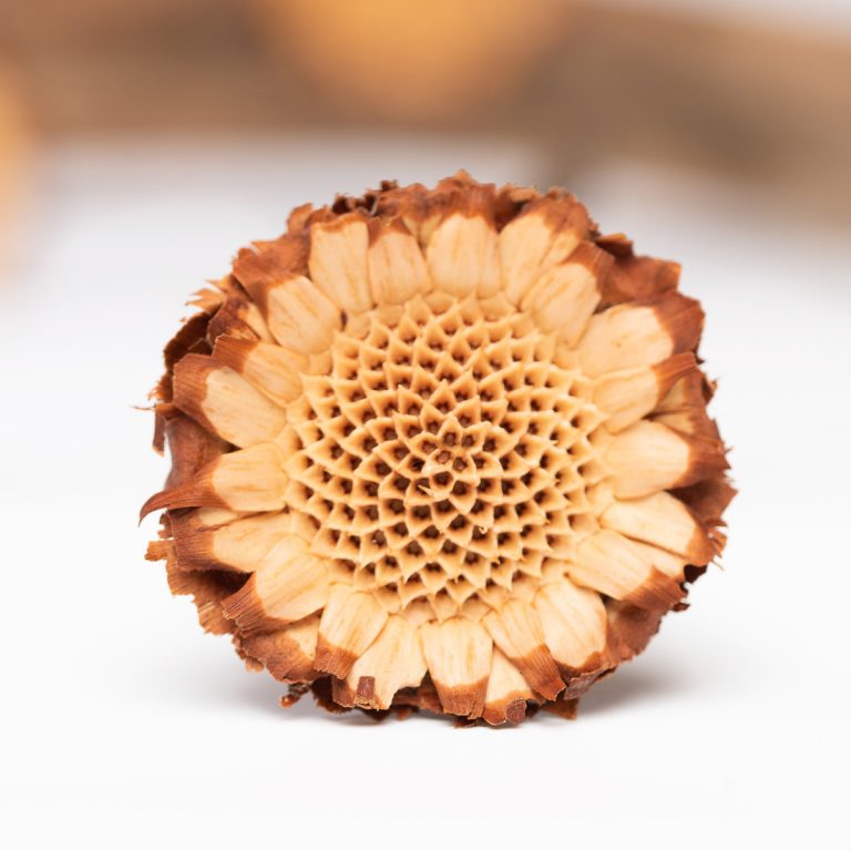 Rosetta Compacta - 5 Stems | Fora Nature