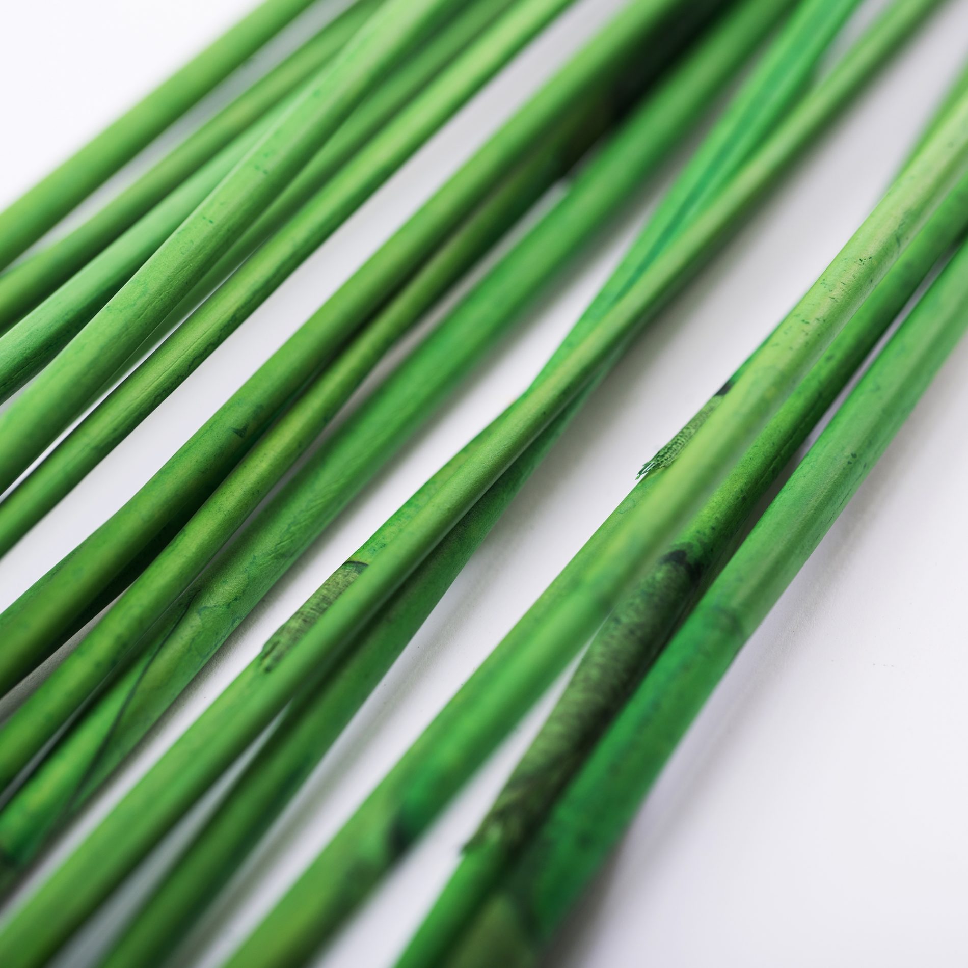 Elephant Reed - Bunch | Fora Nature