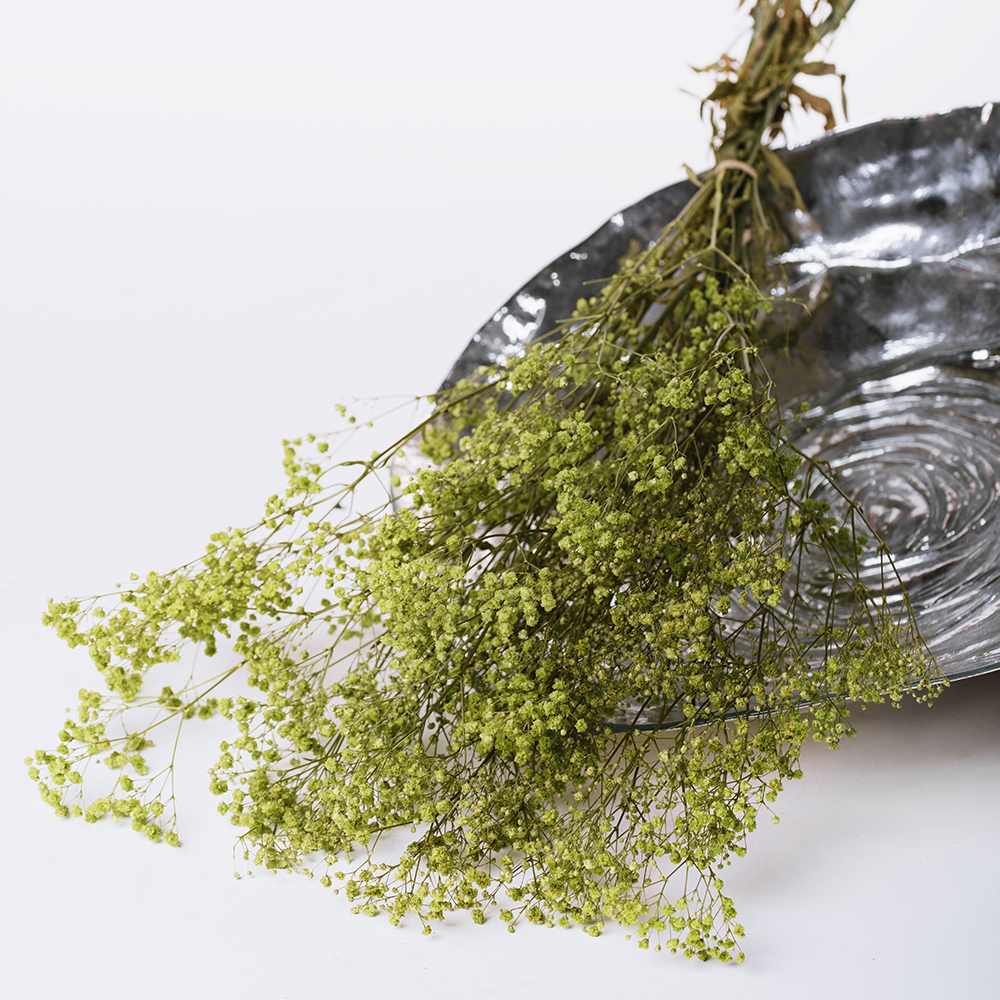 Gypsophila - Bunch | Fora Nature