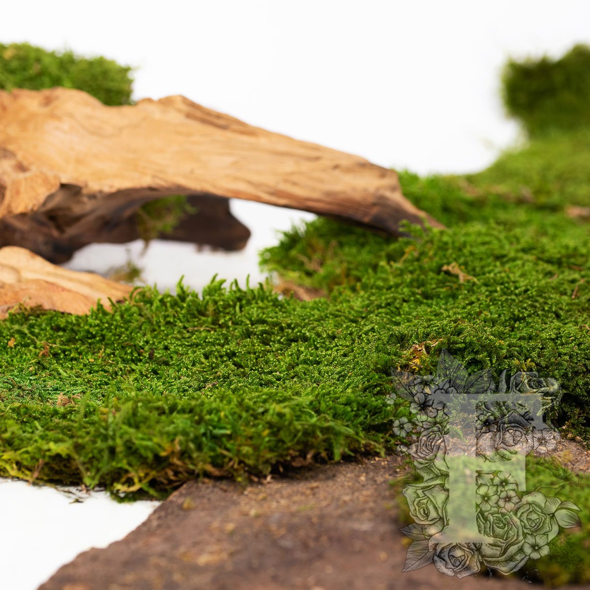 Long Moss - 500G | Fora Nature