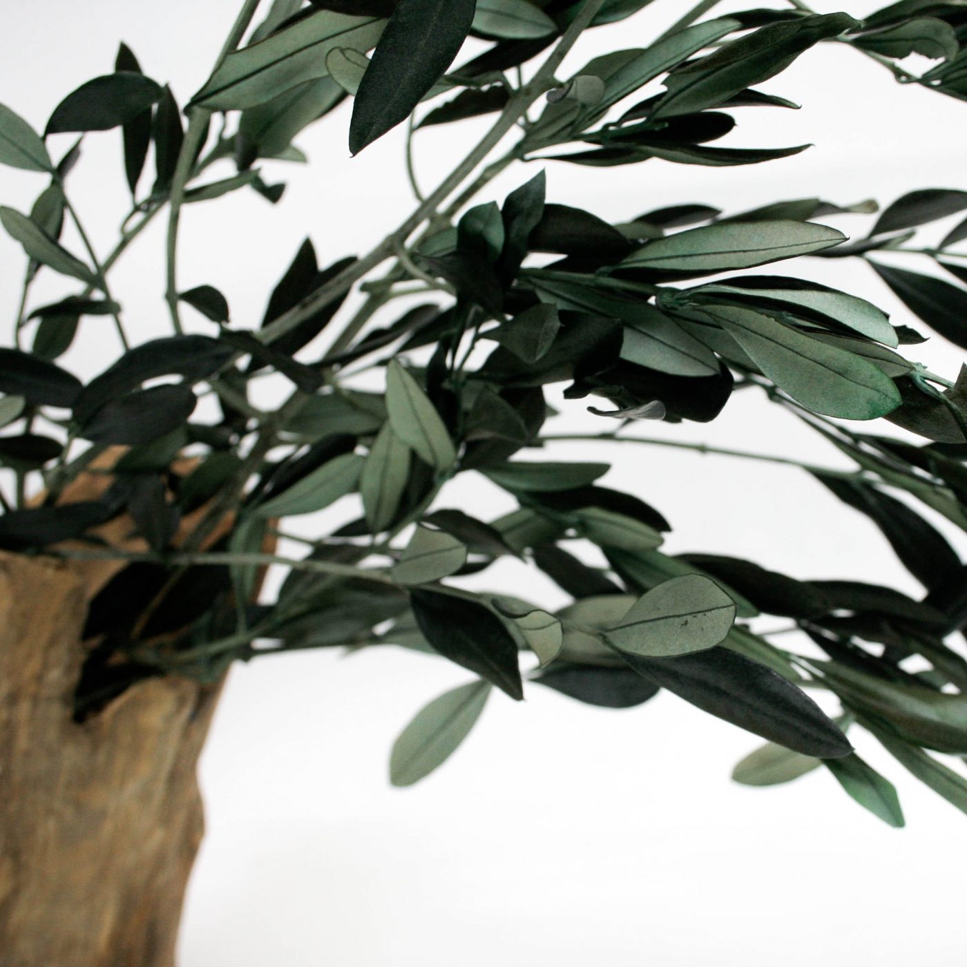 Olive Branch - Bunch | Fora Nature