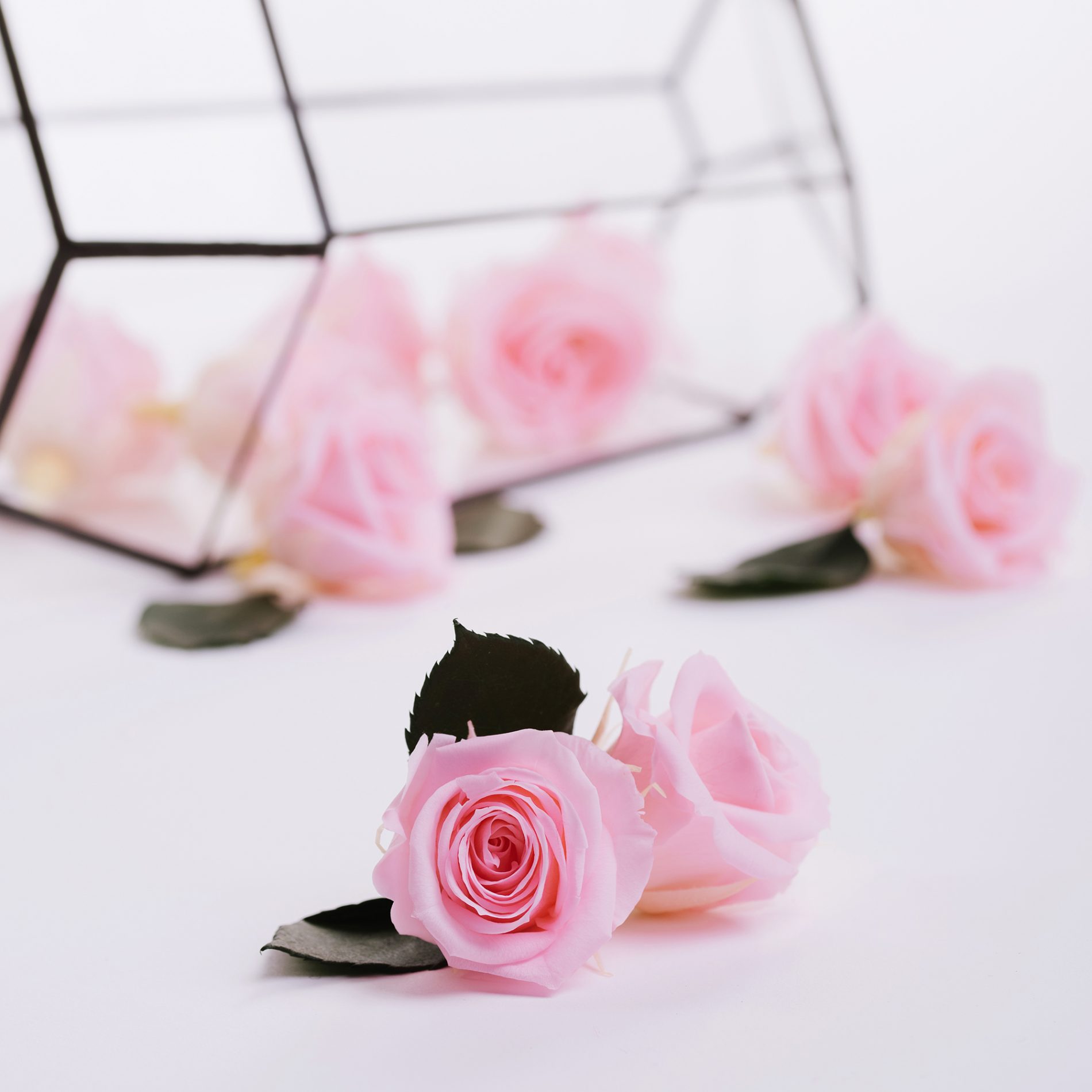 Verdissimo - Mini - 12 Heads | Fora Nature