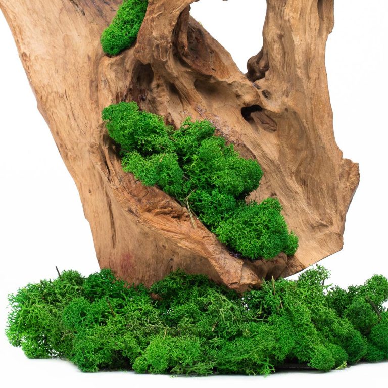 Preserved Moss Wholesale | Moss Suppliers UK | Fora Nature