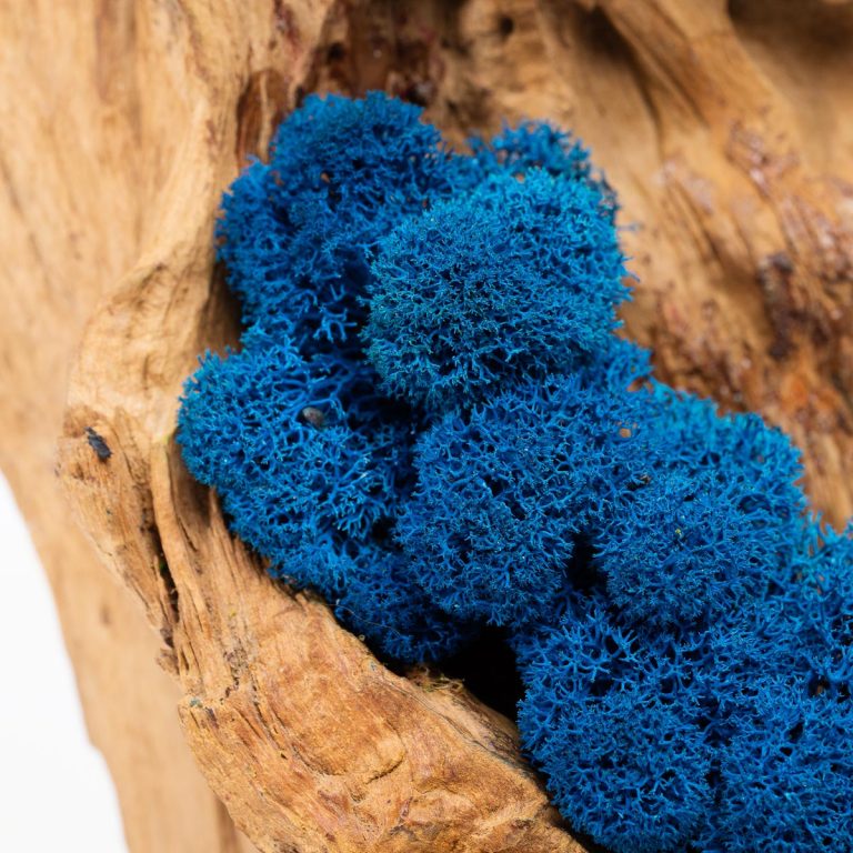 Icelandic Moss Wholesale | Fora Nature