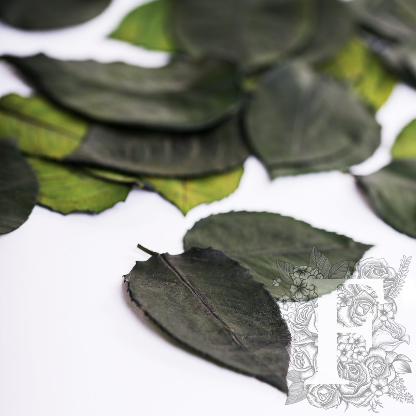 Rose Leaves Green - Box | Fora Nature