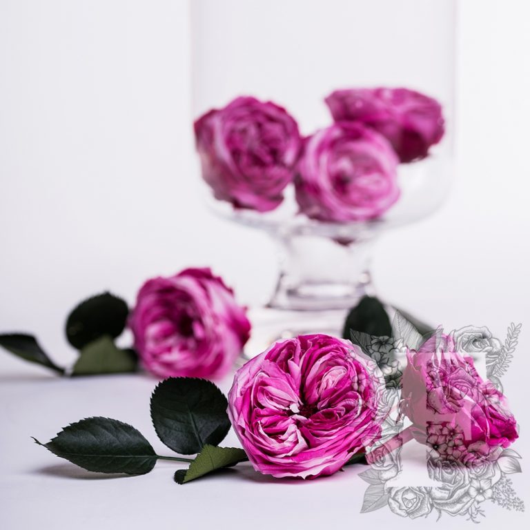 Garden Rose - Temari Blossom - 4 Heads | Fora Nature