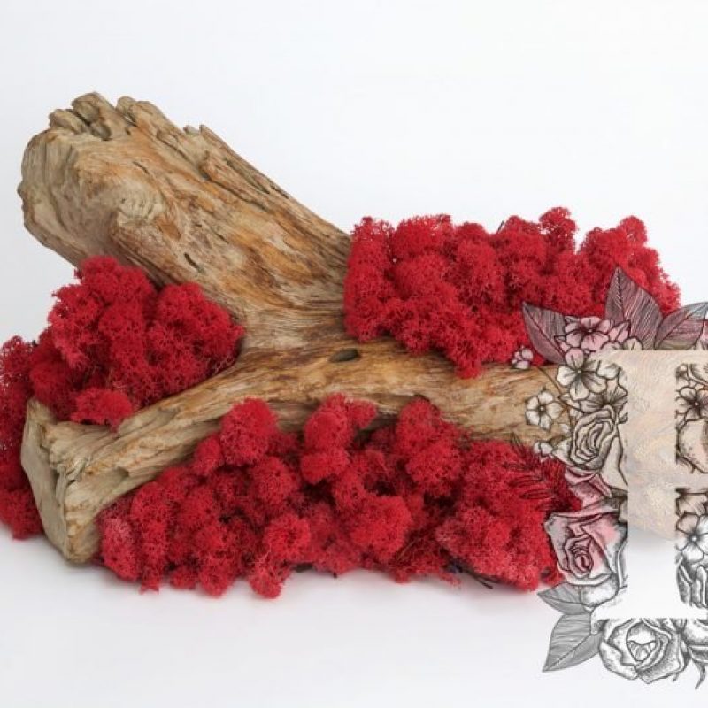 Ball Pole Moss - Window Box - 180g | Fora Nature