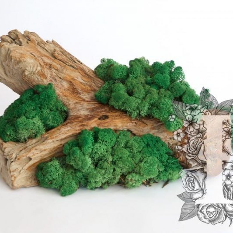 Preserved Moss Wholesale | Moss Suppliers UK | Fora Nature