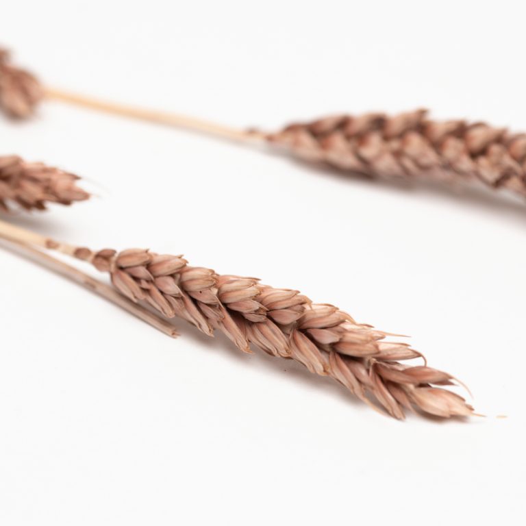 Trigo Flor - bunch | Fora Nature