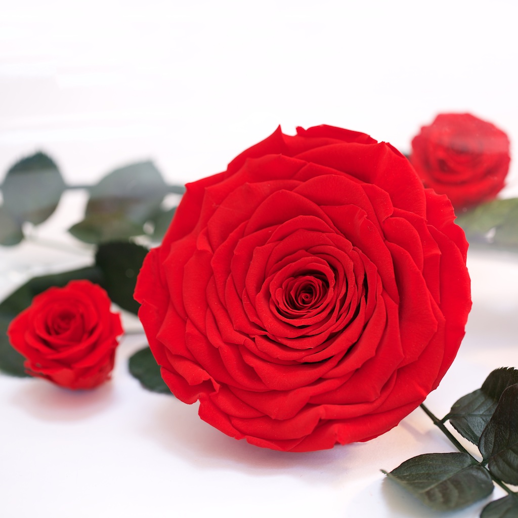 RoseAmor - Wayra Roses - 1 Head | Fora Nature